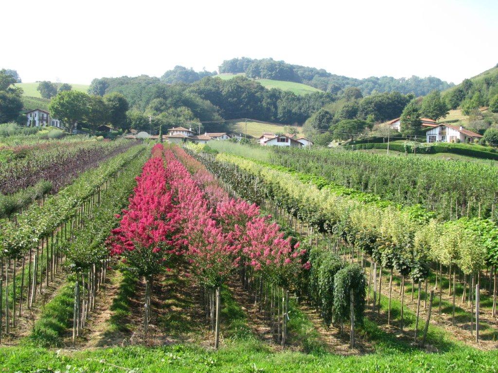 LAFITTE (Pépinières) | Annuaire des pros du végétal et du paysage du ...